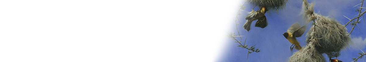 Original Art - Nancy Howe